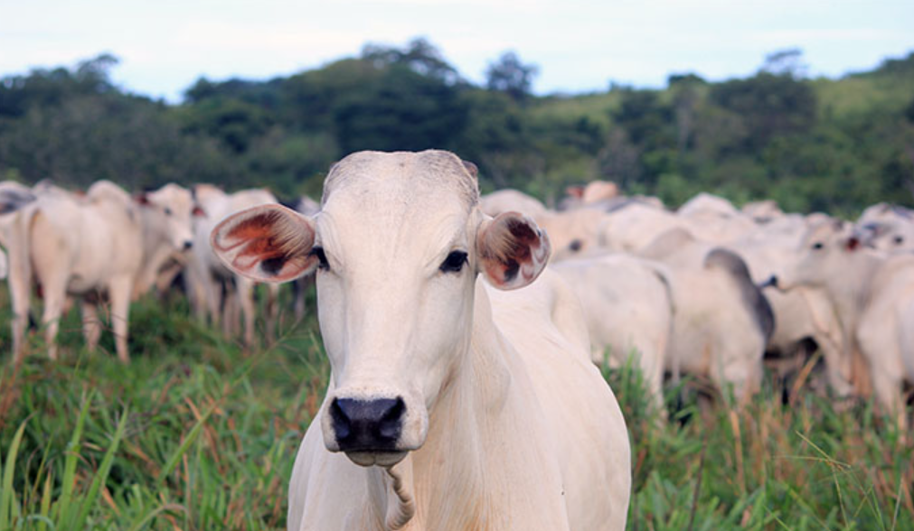 Living the life: The Indian origin cow that broke the world record for ...