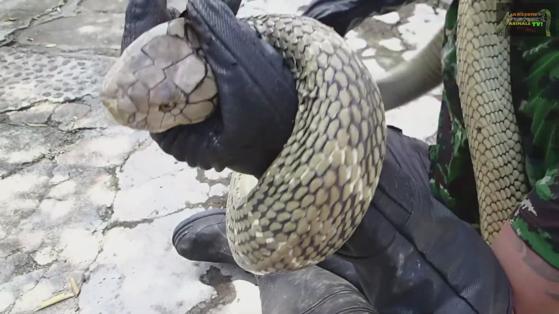 King cobra | World's biggest venomous snakes with top 5 best encounters