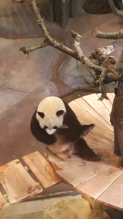 Panda Shakes It to Scratch that Itch