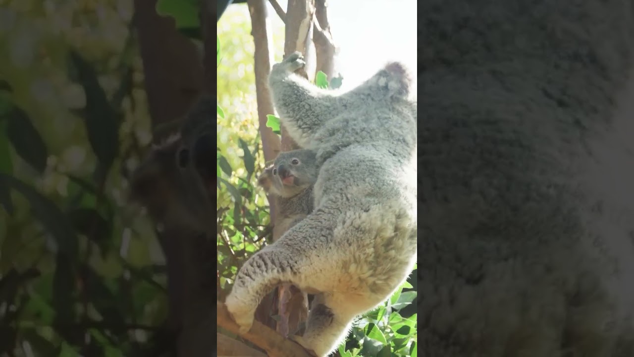 Learn about the peaceful life of a koala high in the trees
