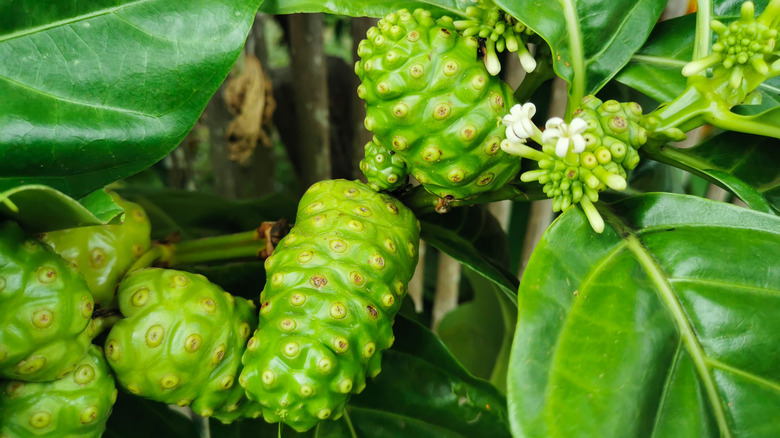 What Is Noni, And Why Is It Called The Vomit Fruit?
