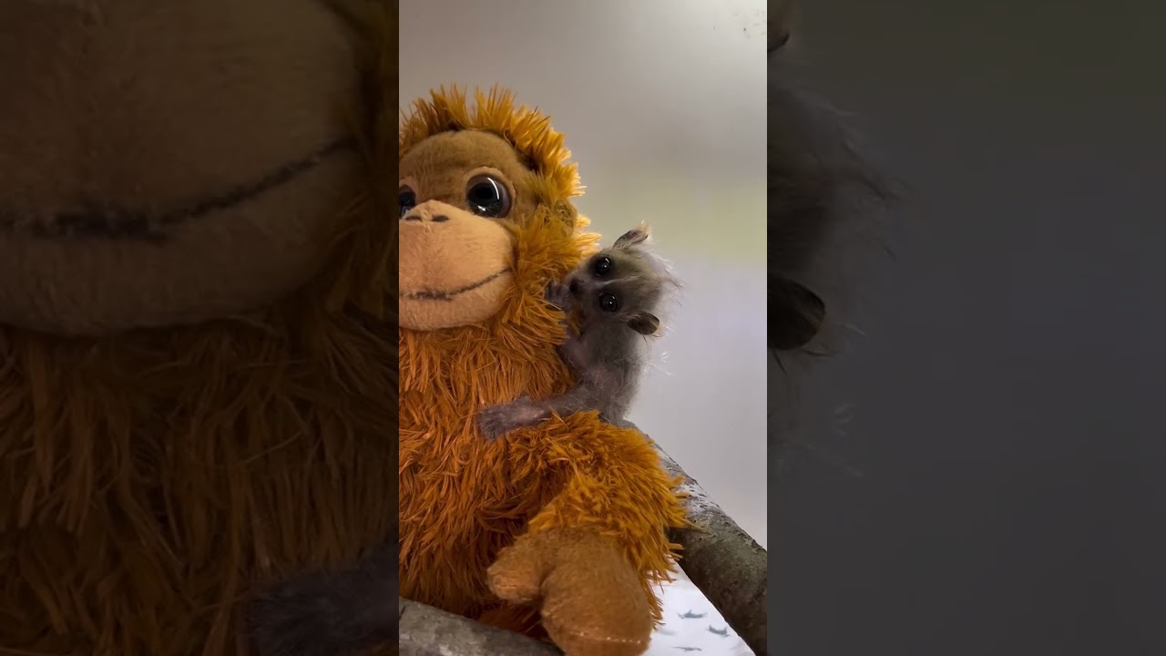 Baby pygmy slow loris is tiny and adorable