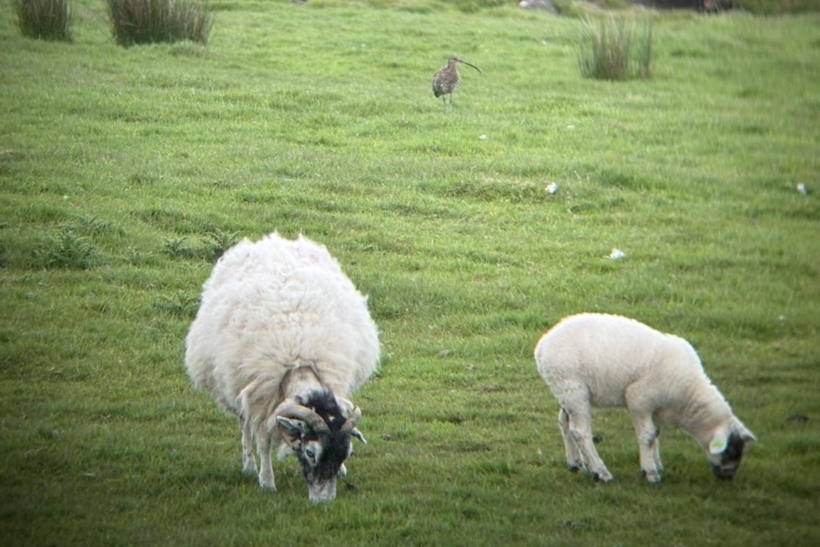 Don’t miss attending the CAFRE Uplands Open Day