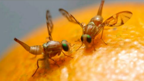 Como Eliminar a Mosca da Fruta — Acabe Com Ela de Uma Vez Por Todas!