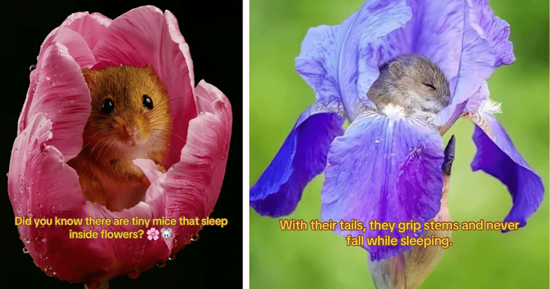 20 Squeaky Sweet Snapshots of Tiny Mice Sleeping Inside Flowers