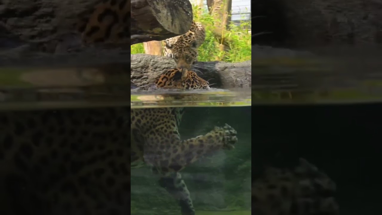 Jaguar Takes a Splash in a Weekend Pool Adventure