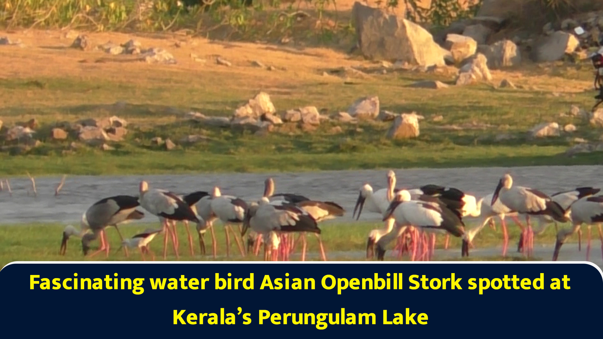 Fascinating water bird Asian Openbill Stork spotted at Kerala’s ...