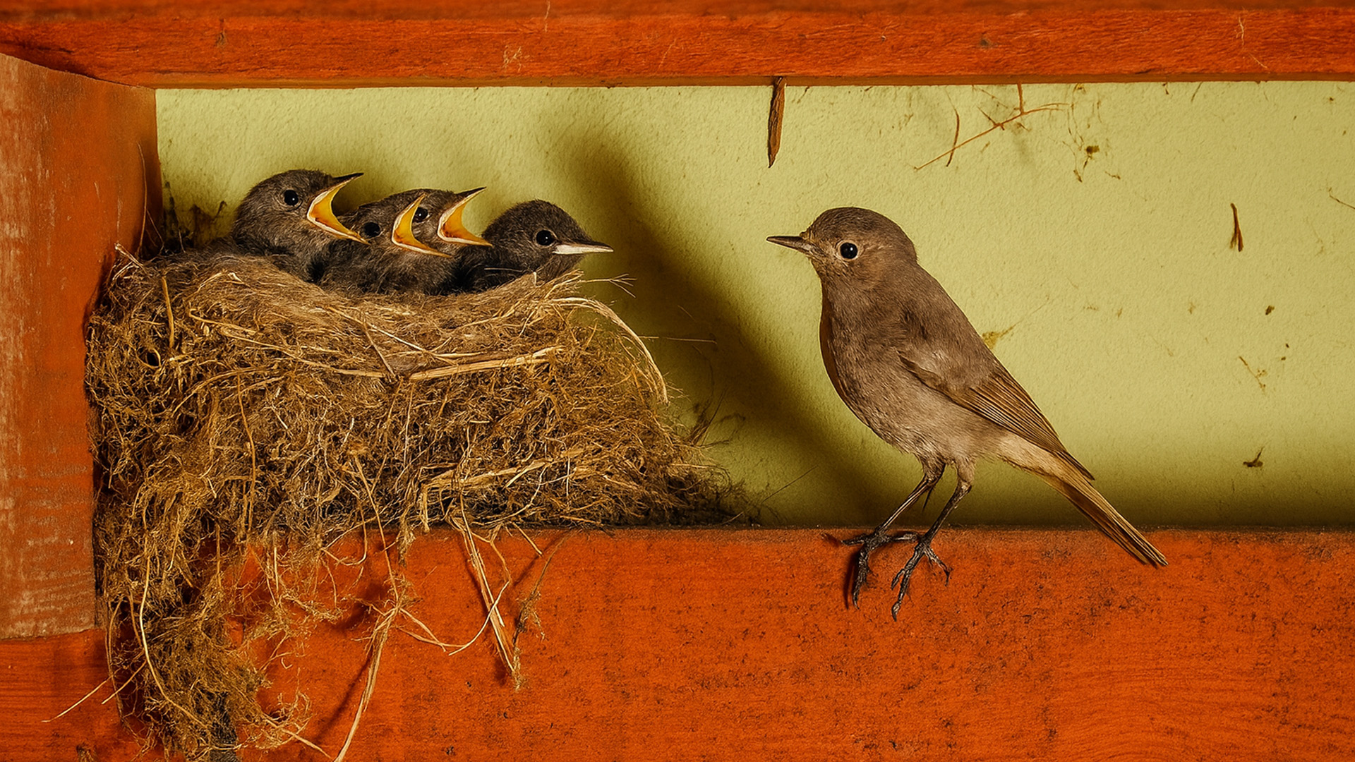 Hnízdící ptáci – rehek domácí (Phoenicurus ochruros)