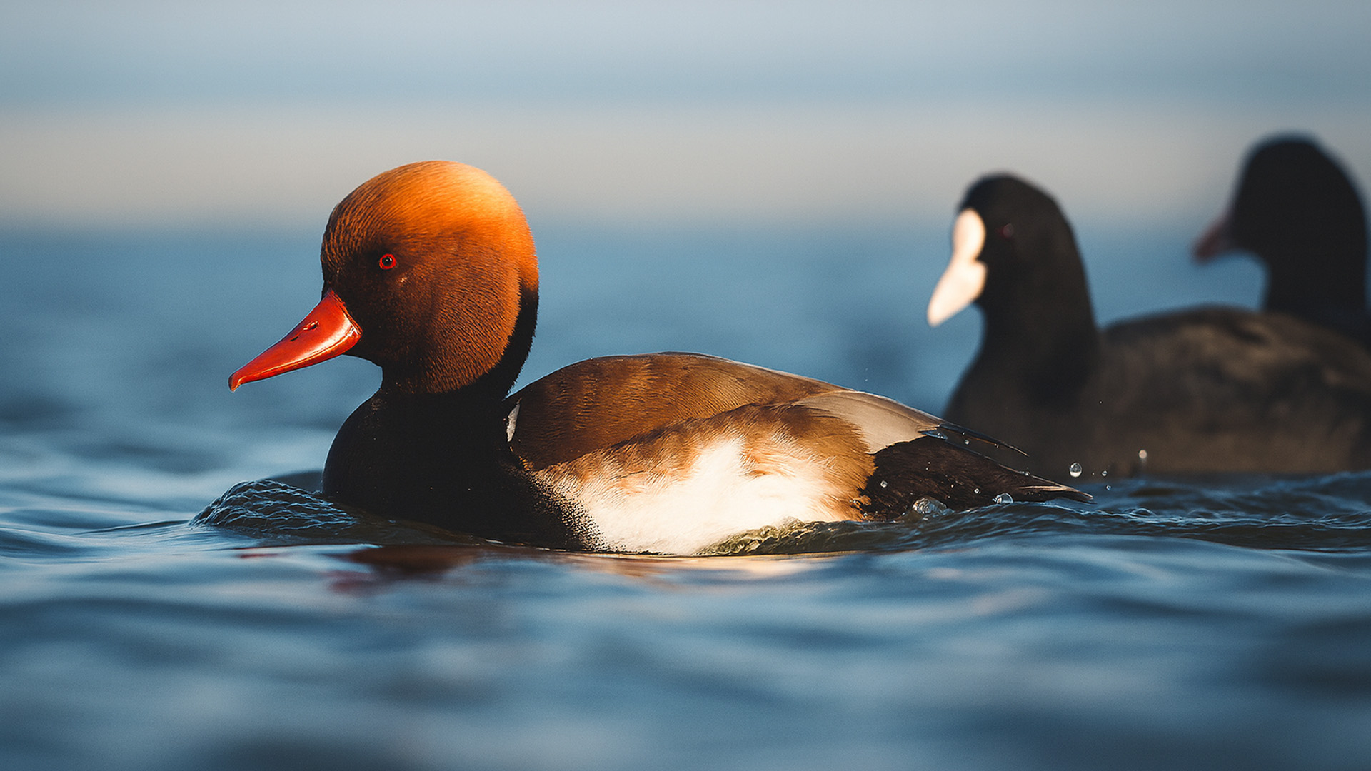 Europese vogels – krooneend (Netta rufina)