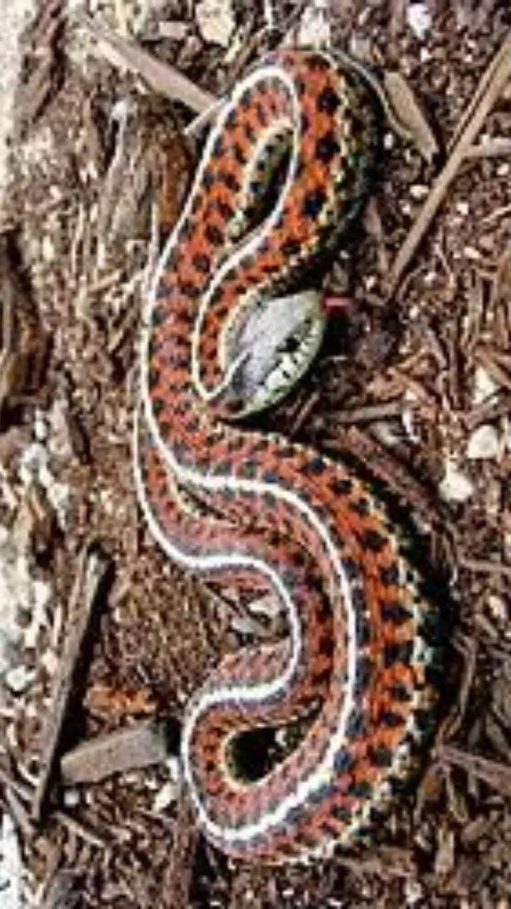 From snakes to fish: 10 creatures that can almost fly without wings