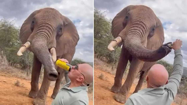 Video: Uproar as Spanish tourist is captured pouring beer down elephant ...