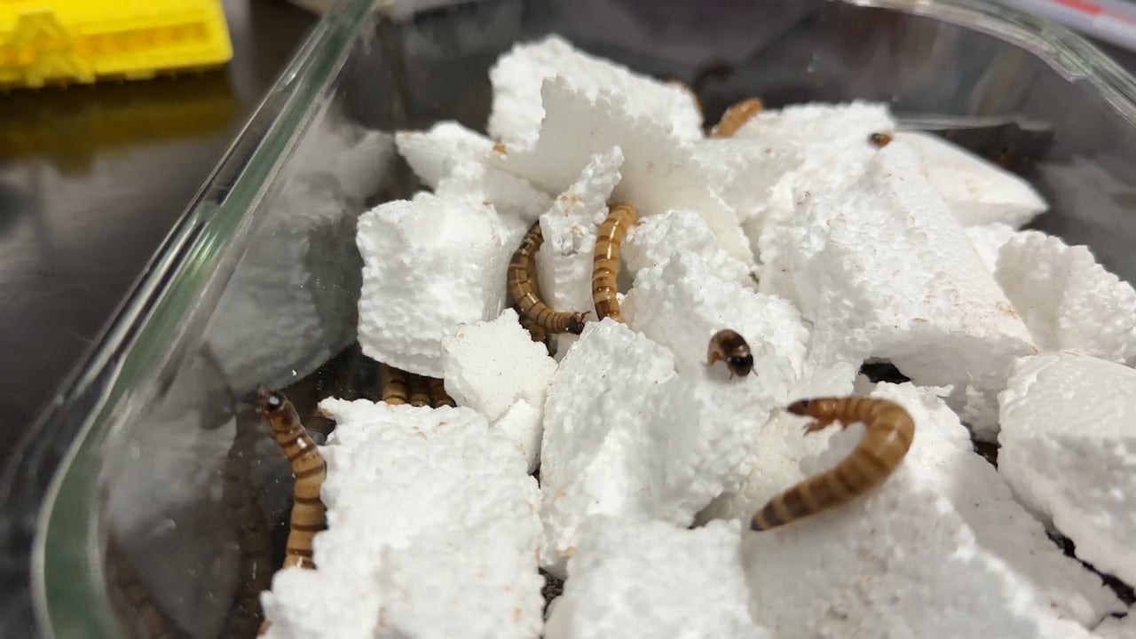 Plastic-eating worms could help fix our pollution problem