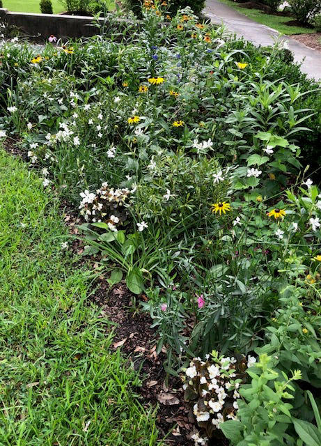 See which native plants can transform and evolve at an annual ...