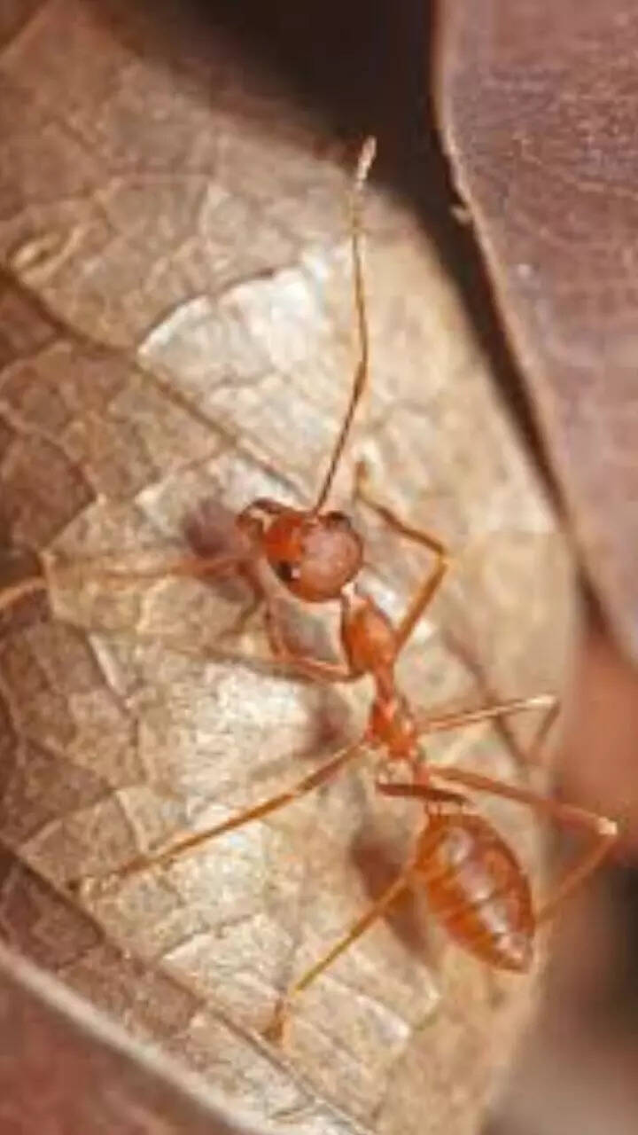 From snakes to fish: 10 creatures that can almost fly without wings