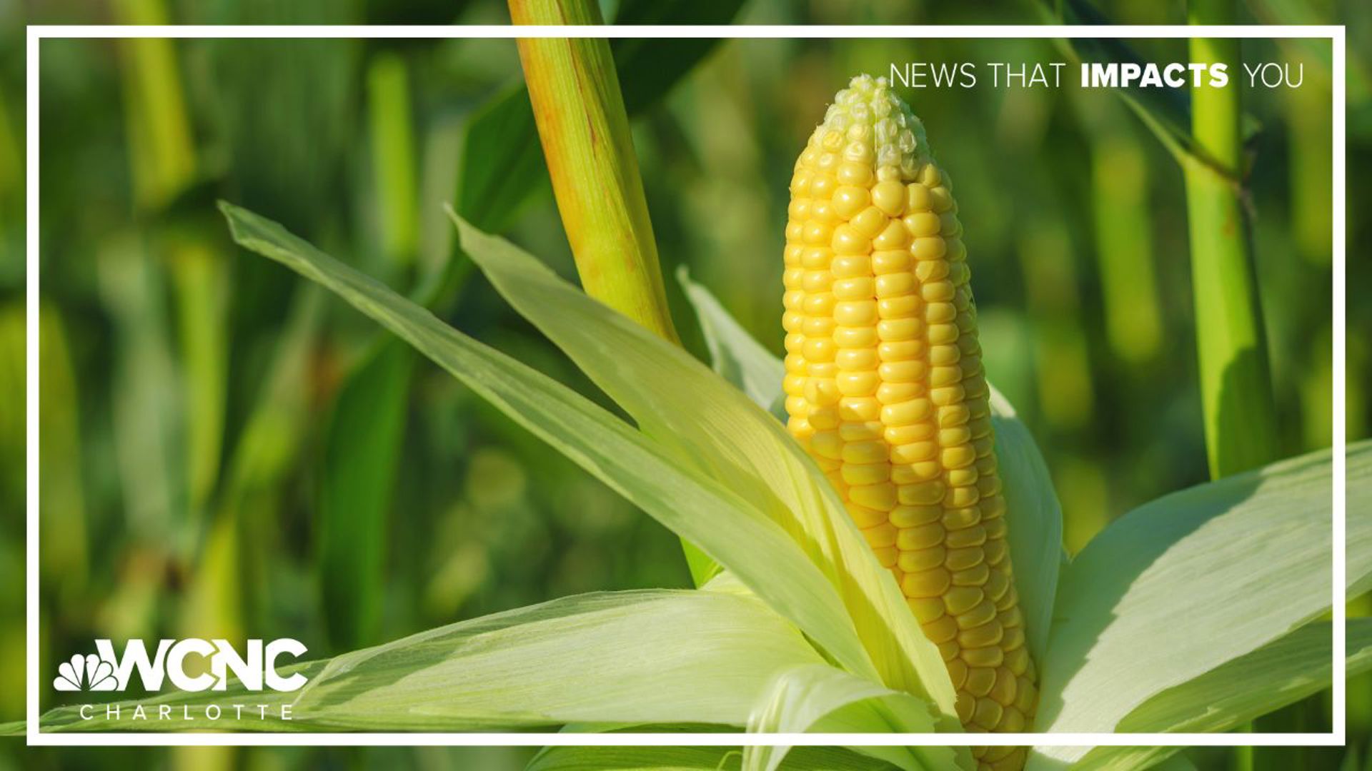 How climate change is impacting America's corn farmers