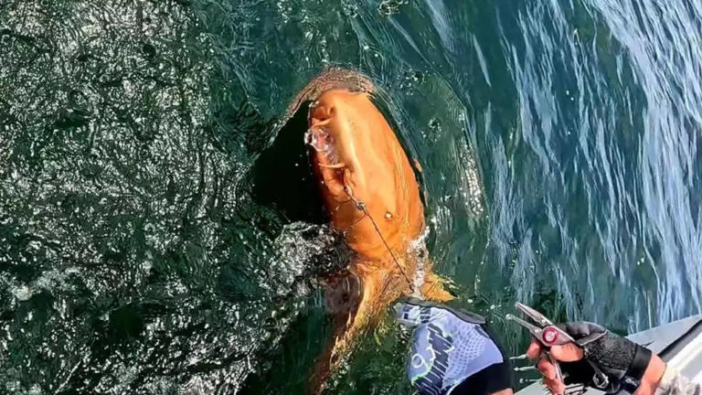 Never-before-seen orange shark caught in Costa Rica; stuns scientists