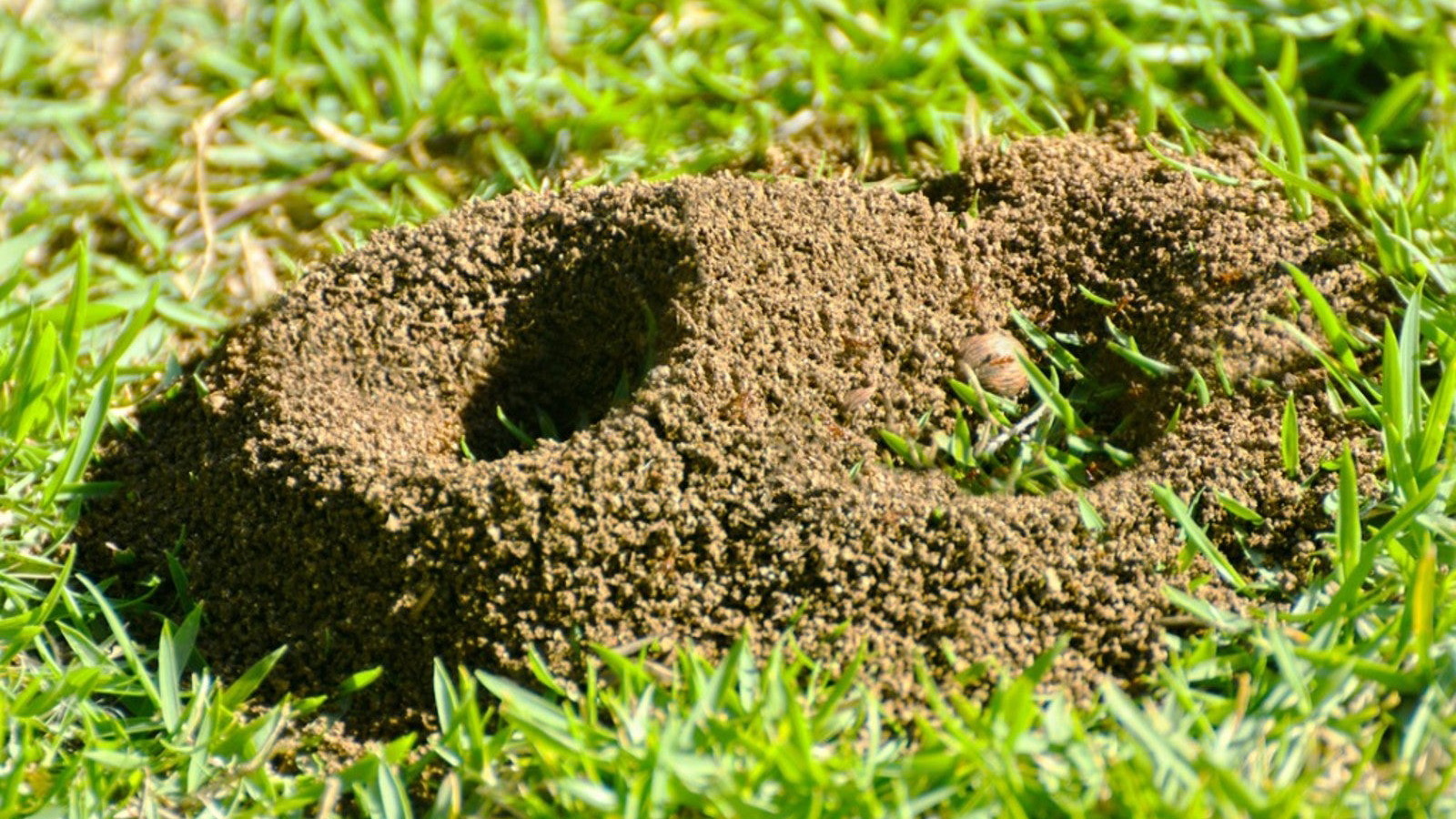 How to Get Rid of Ants in Your Lawn: Effective Solutions for a Healthy ...