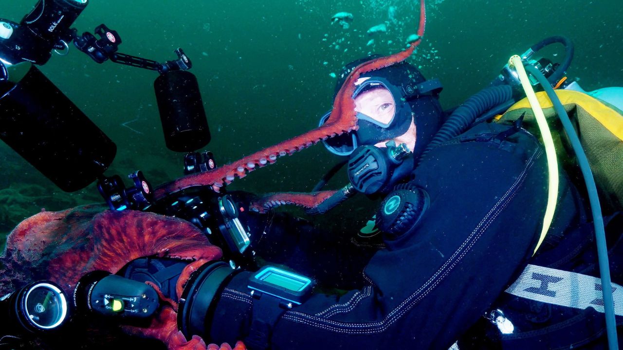 Octopus hugs divers before grabbing camera to take underwater selfie