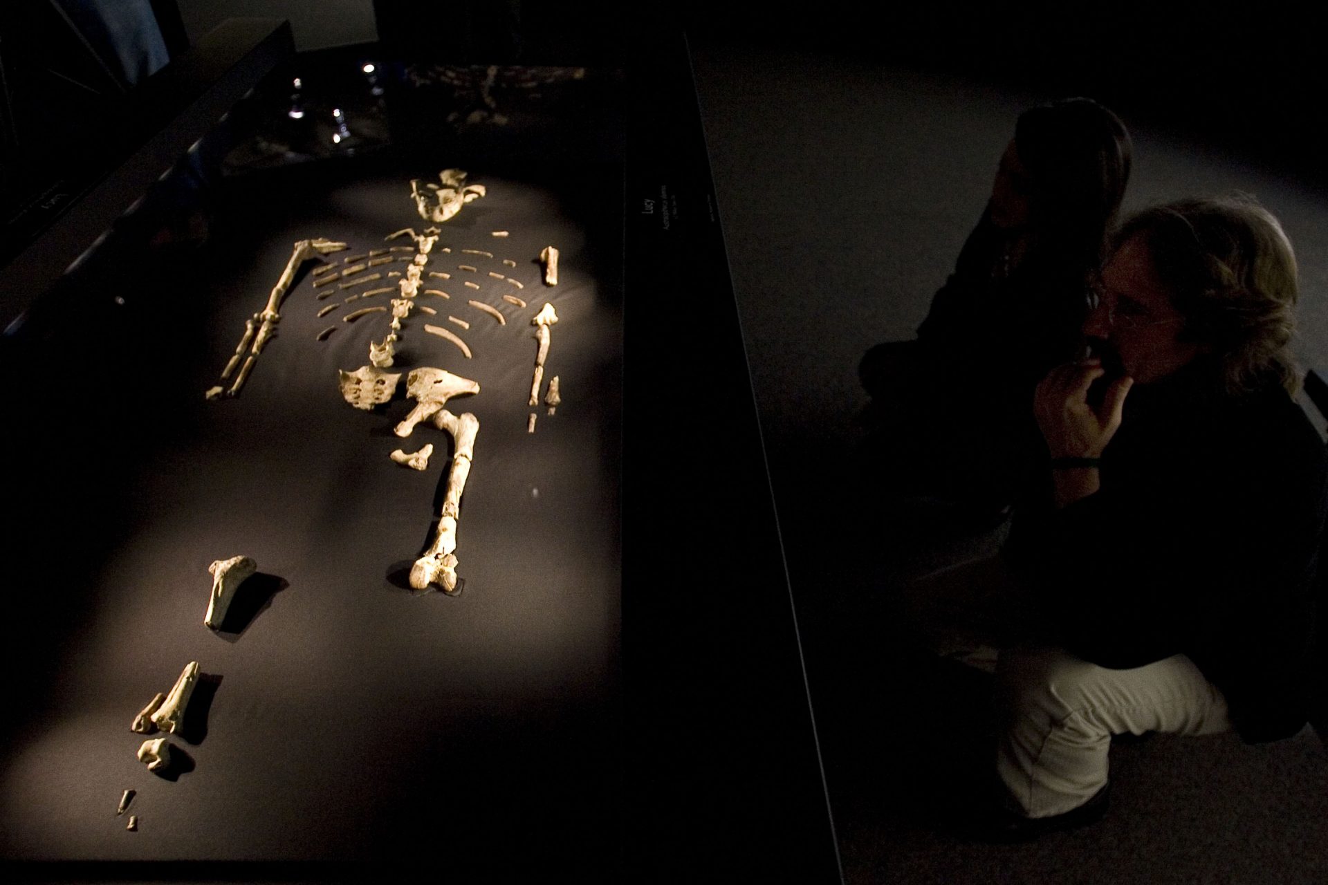 Australopithecus Lucy is on display in Europe for the very first time