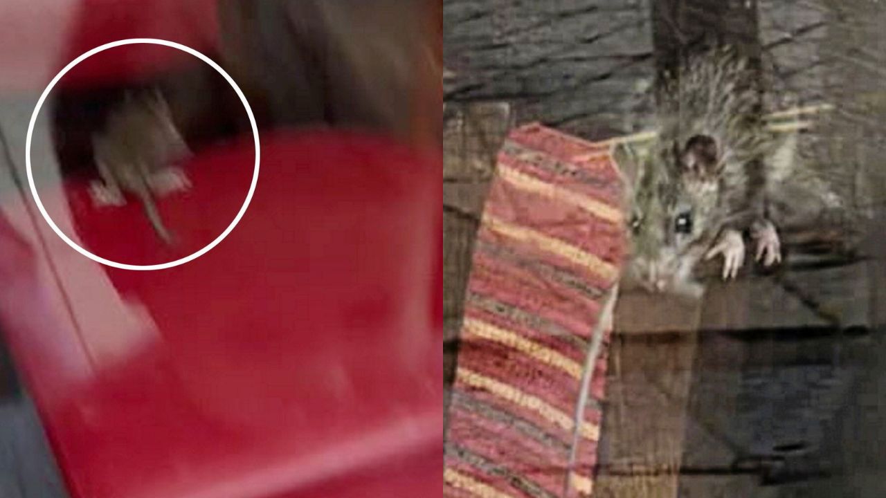 Giant rat breaks into Pepe's Piri Piri restaurant by climbing through ...