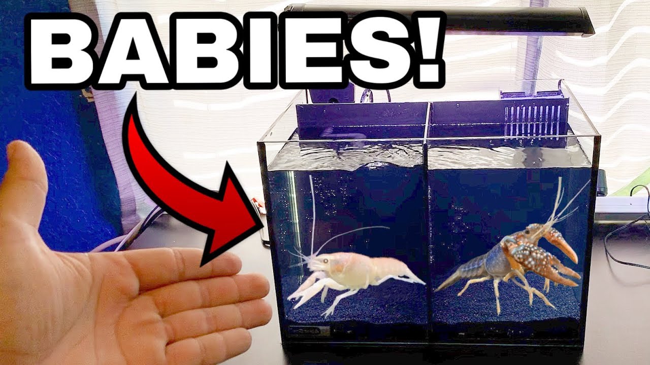 Setting Up a Dual Crawfish Lobster Aquarium for Breeding