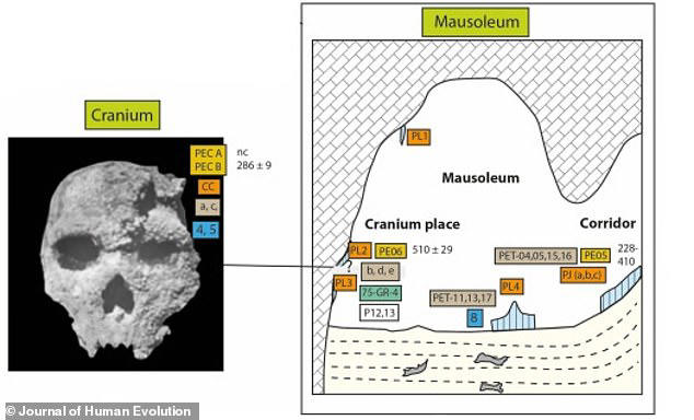 Scientists are BAFFLED by a mysterious skull found fused to a cave wall ...