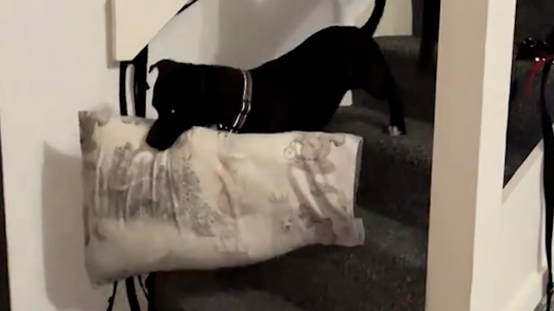 Staffy brings pillow to sleepy sister in adorable bedtime moment