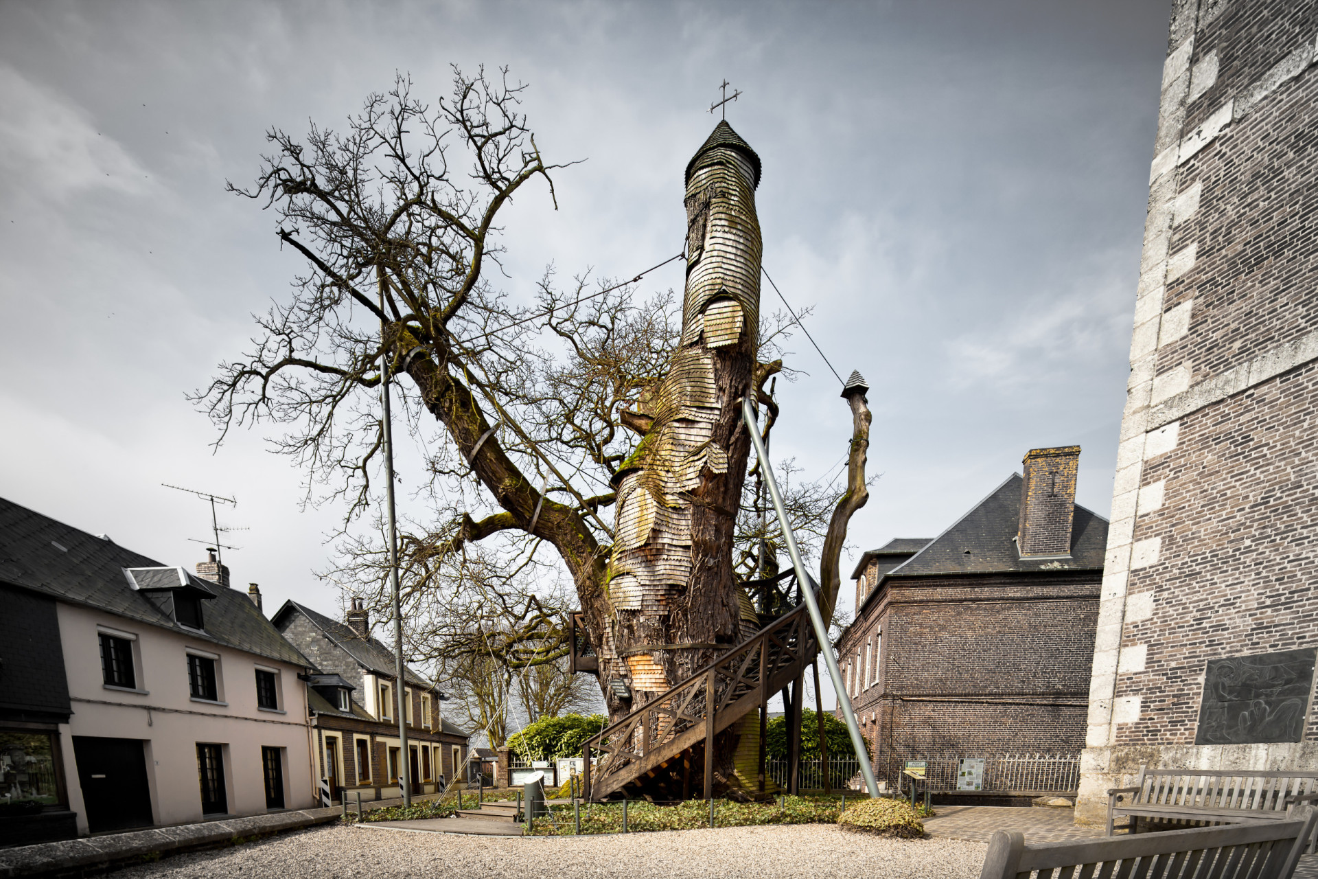 Bizarre trees with a fascinating history