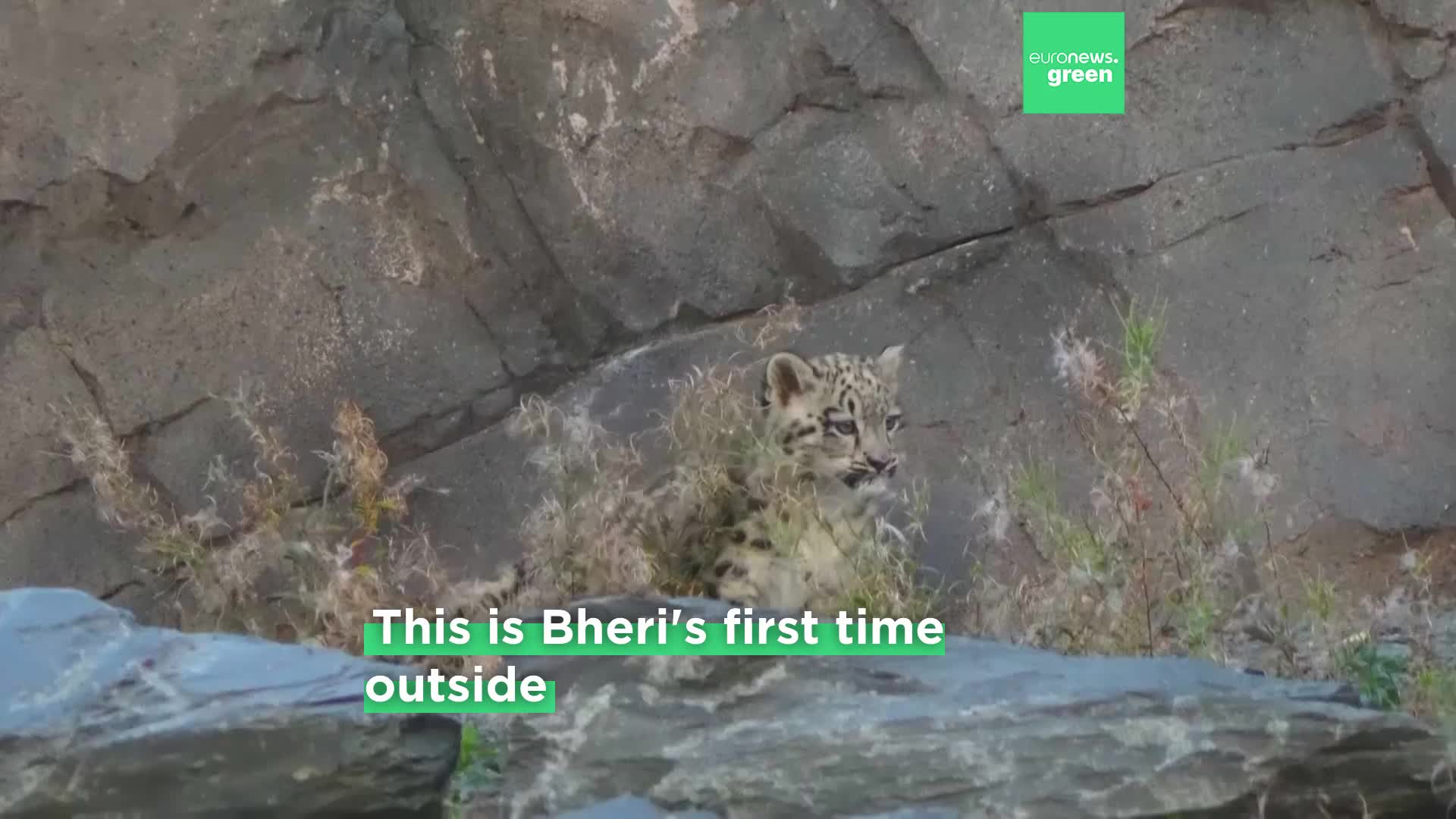 Watch an adorable snow leopard cub take her first steps outside at UK zoo