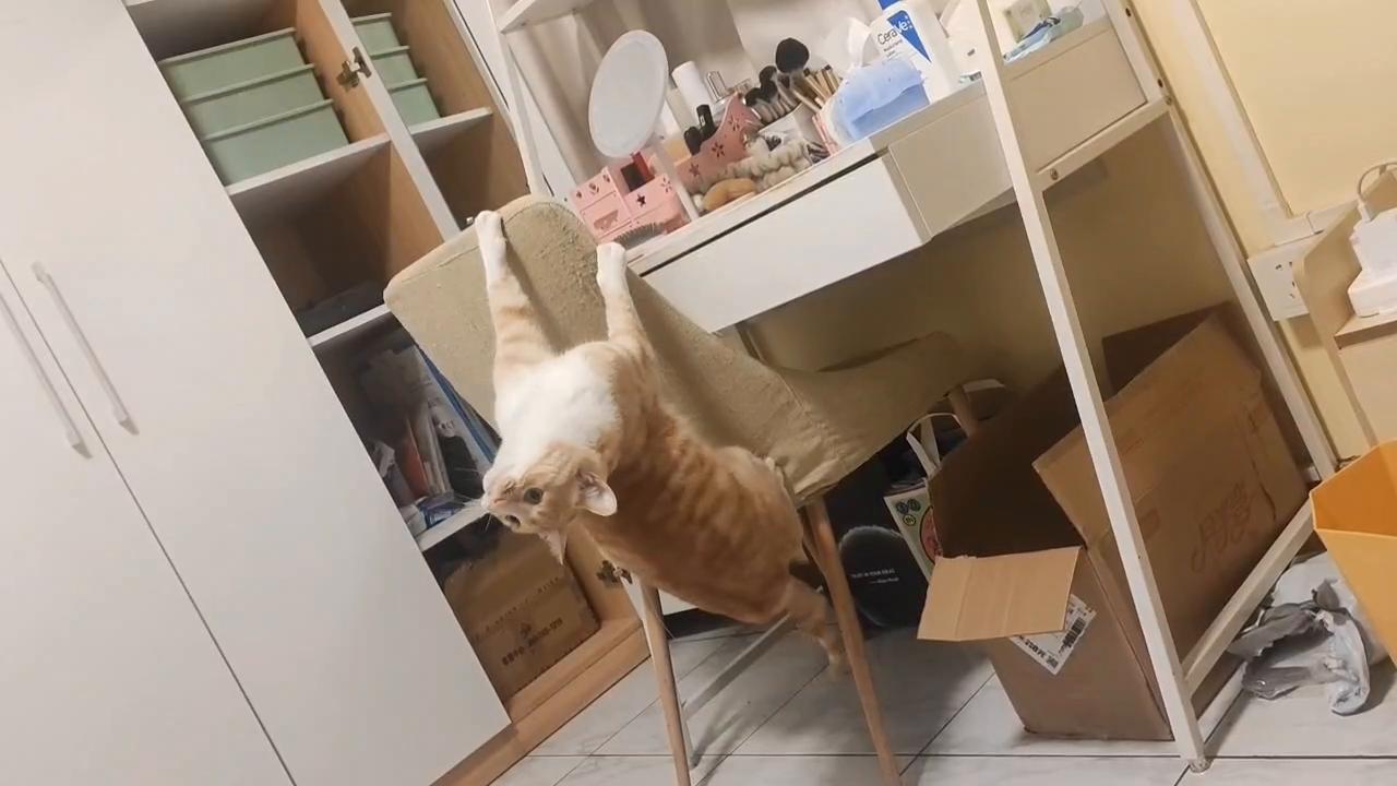 Feline Excitement: Cat Shakes Her Head with Enthusiasm