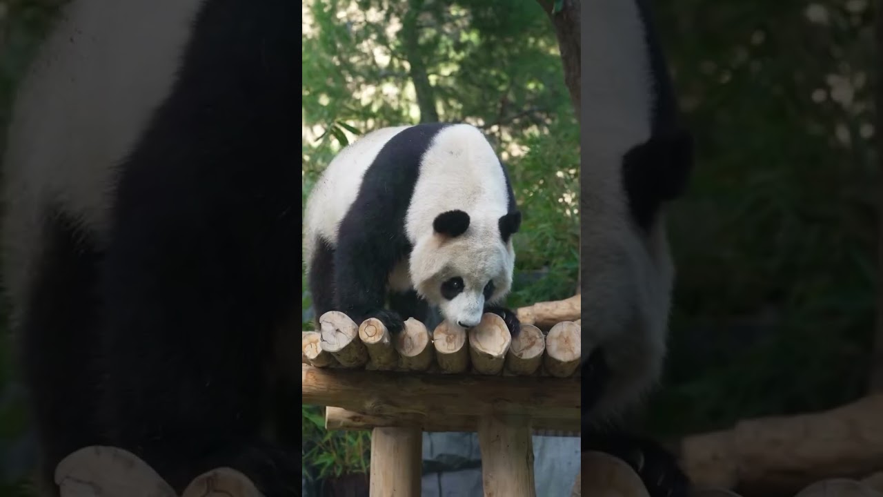 Pandas Delight Visitors with Playful Antics