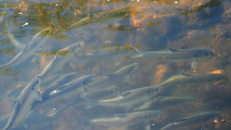 Dam-Raised Fish vs Farmed Fish: Why Nutrition Experts Say the ...