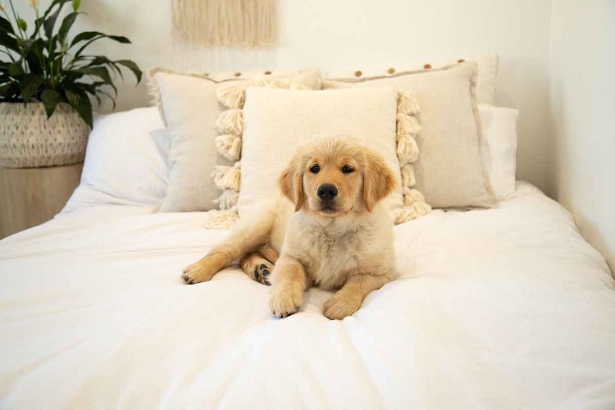 Golden Retriever Puppy’s Sweet Wake-up Call for Her Favorite Little ...