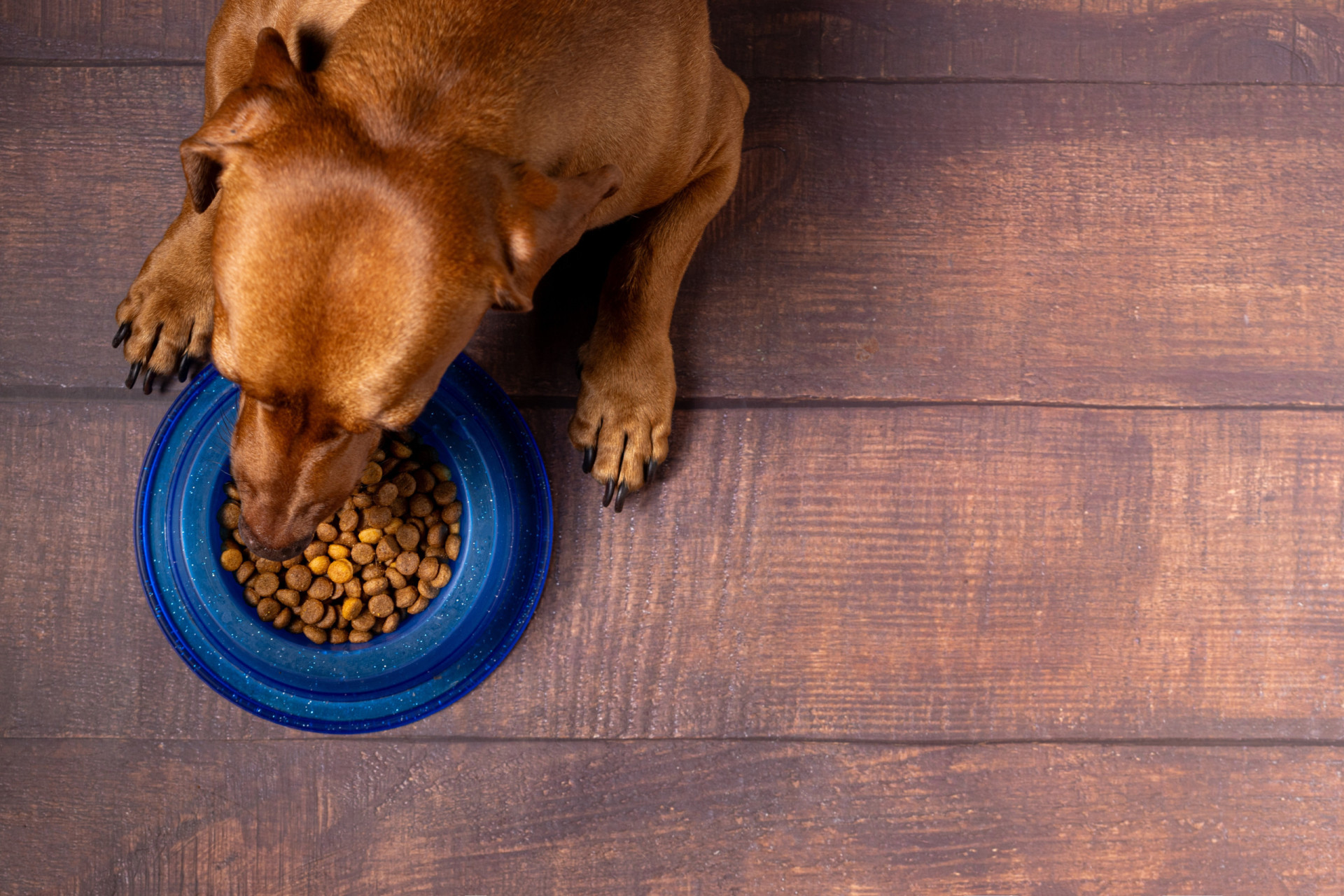 What exactly is your dog or cat eating?