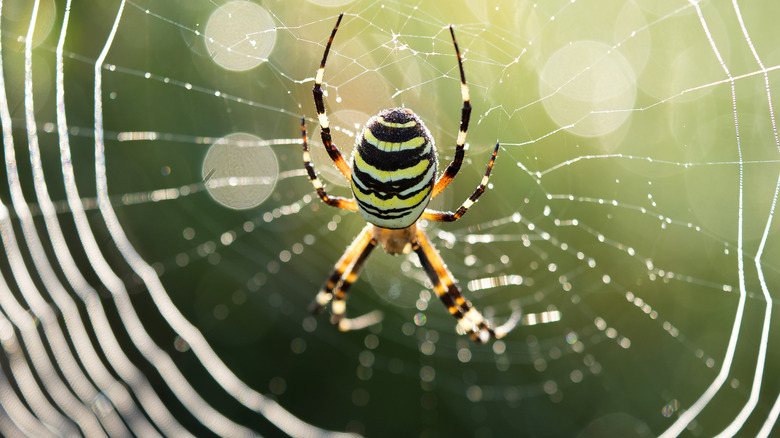 15 Plants That Are Attracting Spiders To Your Yard & Garden