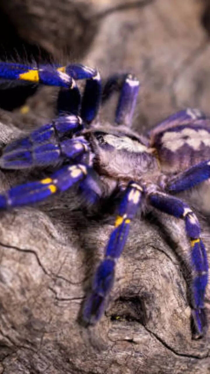 7 Extraordinary creatures that have blue blood -a hidden wonder of ...