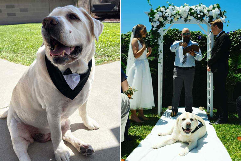 Senior Dog Steals the Show at Bride and Groom's Backyard Wedding ...
