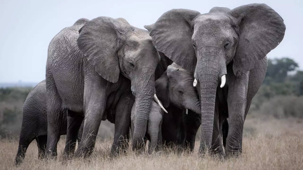 Elephants communicate with human like intentional gestures: Study