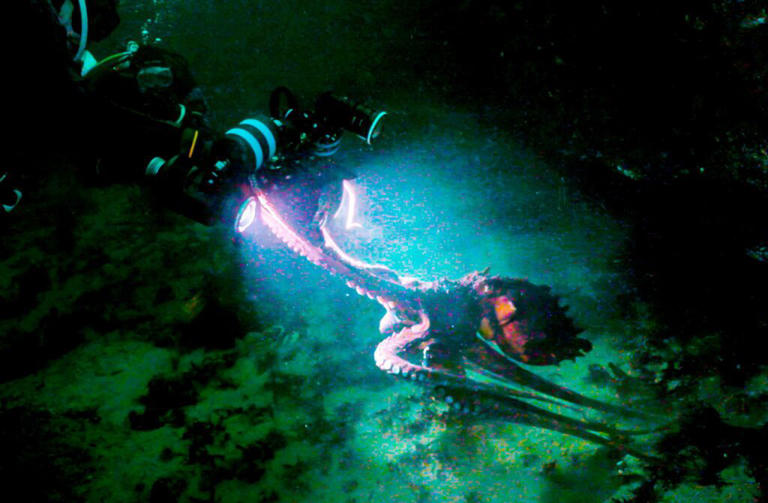 Octopus hugs divers before stealing camera for underwater selfie