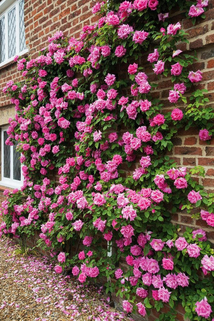 The Best Types of Roses for Every Gardener to Plant