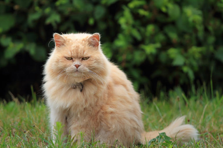 Orange Cat's Epic Death Stare While Waiting for Dinner Wins the Internet