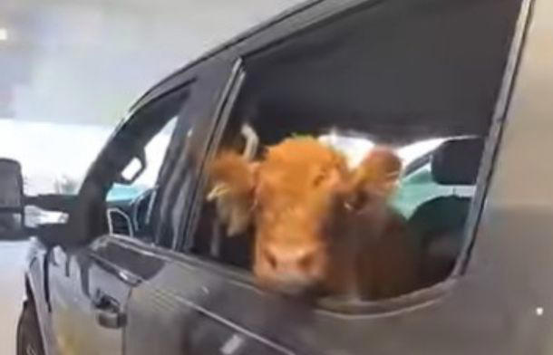 Chick-fil-A Workers Get Adorable Surprise When Mini Cow Shows Up In ...