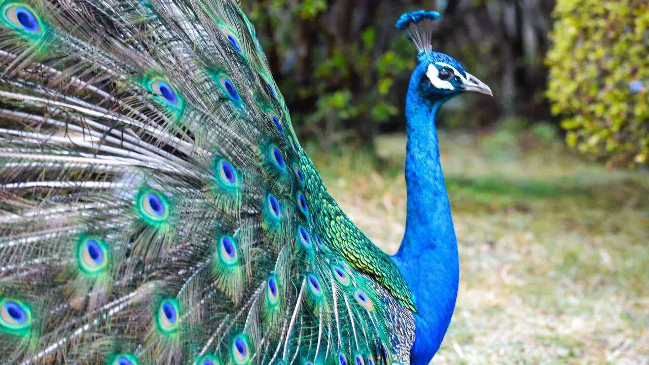 5 Birds with the Most Beautiful Wings in the World