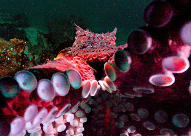 Octopus hugs divers before stealing camera for underwater selfie