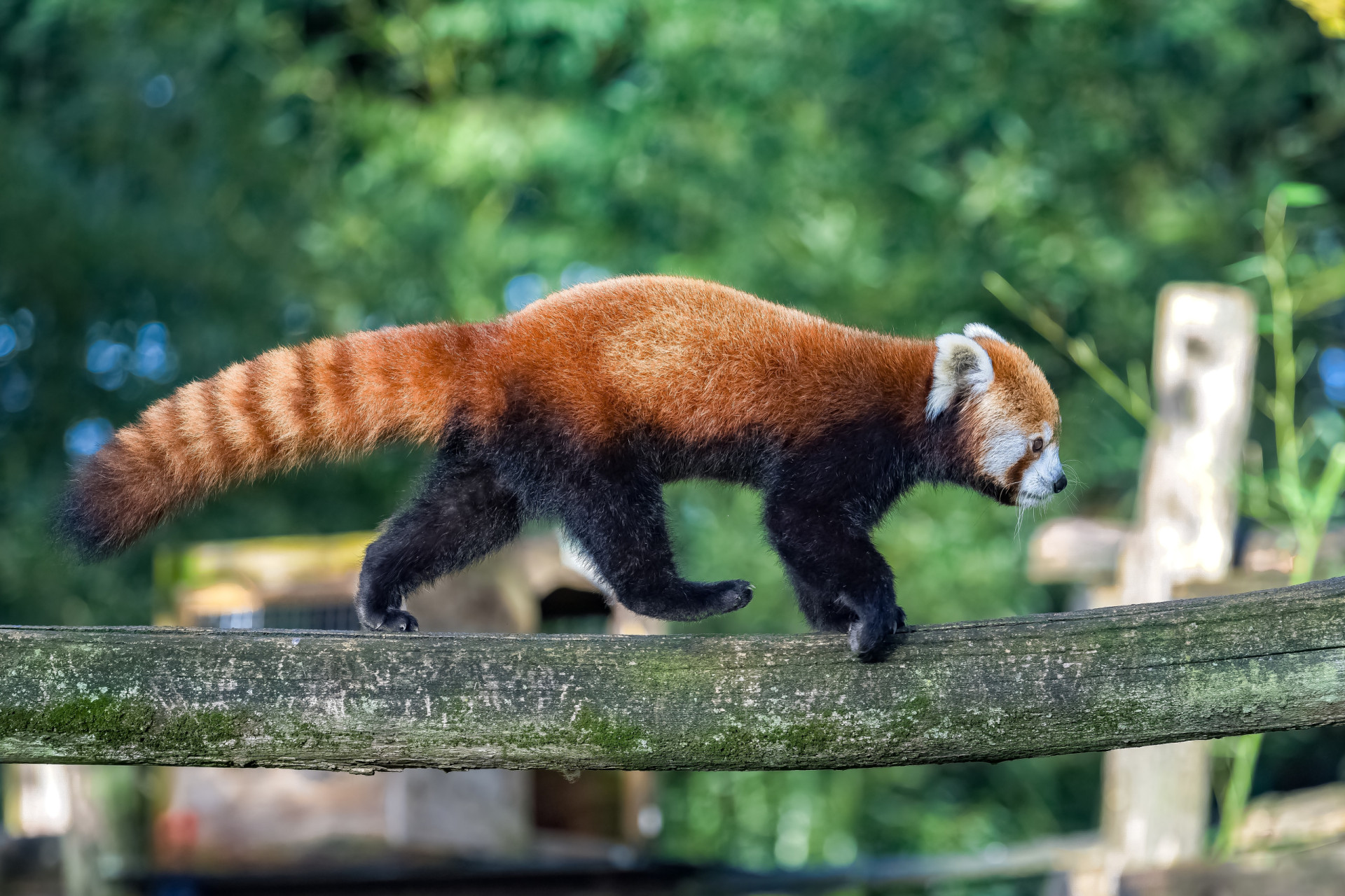 Pequeño, peludo y travieso: conoce al panda rojo