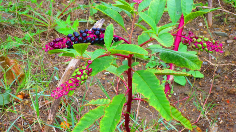 How to Get Rid of Pokeweed Simply and Effectively