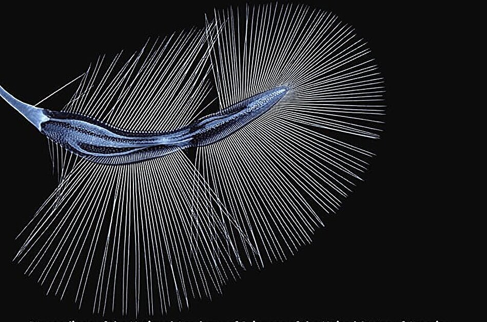 Unusual microbug anatomy shown to optimize wing weight—findings could benefit tiny drone design