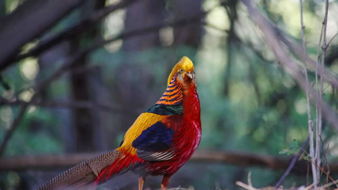 5 Birds with the Most Beautiful Wings in the World