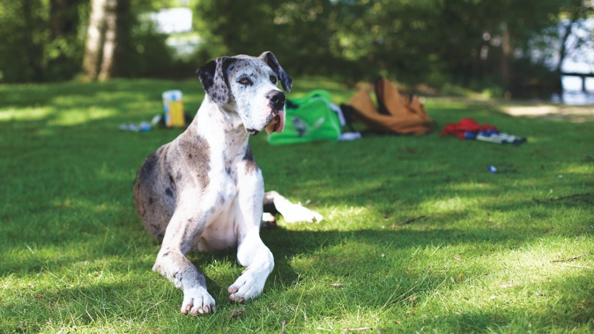 8 dog breeds that are docile and calm by nature
