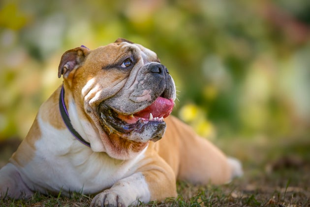 Dog Owners Say This Anti-Bark Device Works Like A ‘Magic Switch’ — And ...